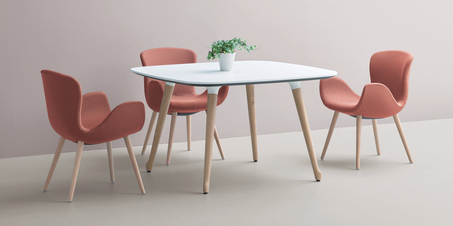 Phlox - SIAM OKAMURASIAM OKAMURA